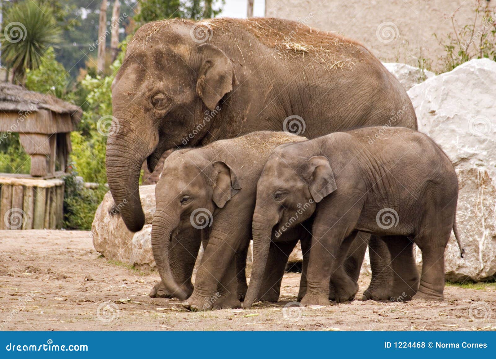 Elephant family stock photo. Image of power, gentle, father - 1224468