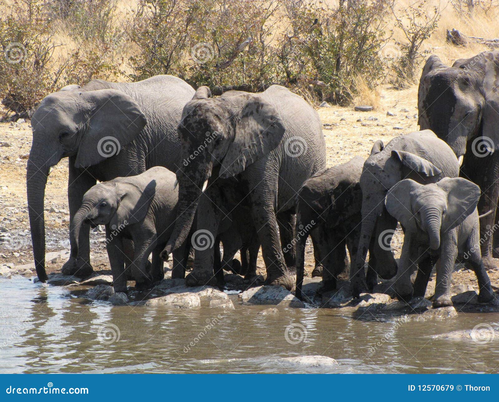Elephant family stock image. Image of etosha, safari - 12570679