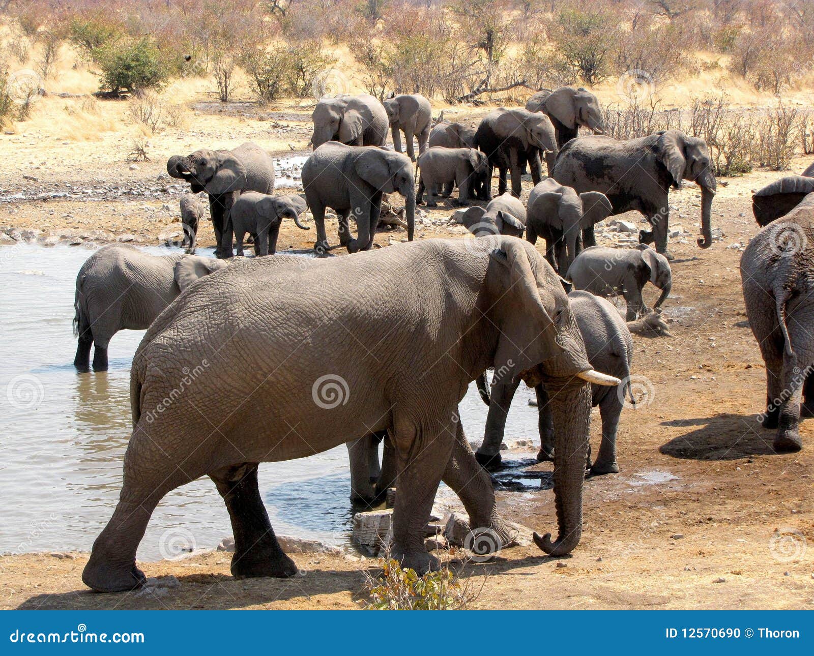 Elephant family stock photo. Image of africa, namibia - 12570690
