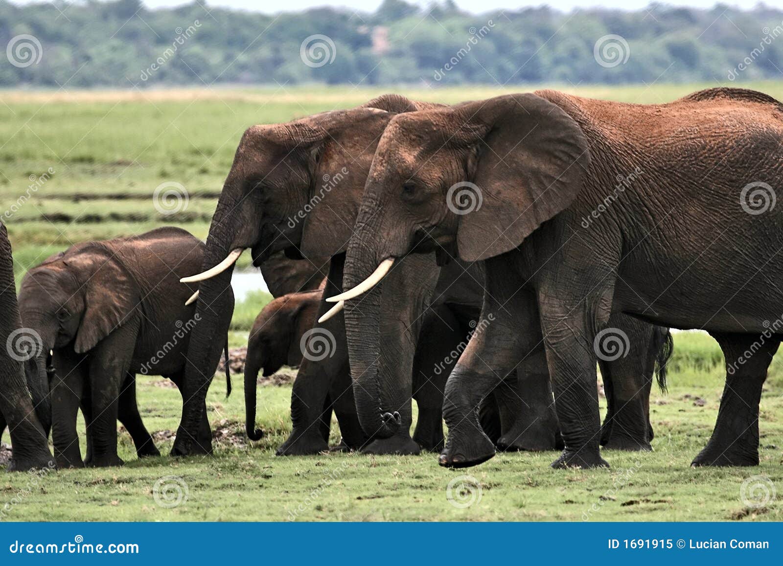 Elephant family stock image. Image of powerful, bull, skin - 1691915