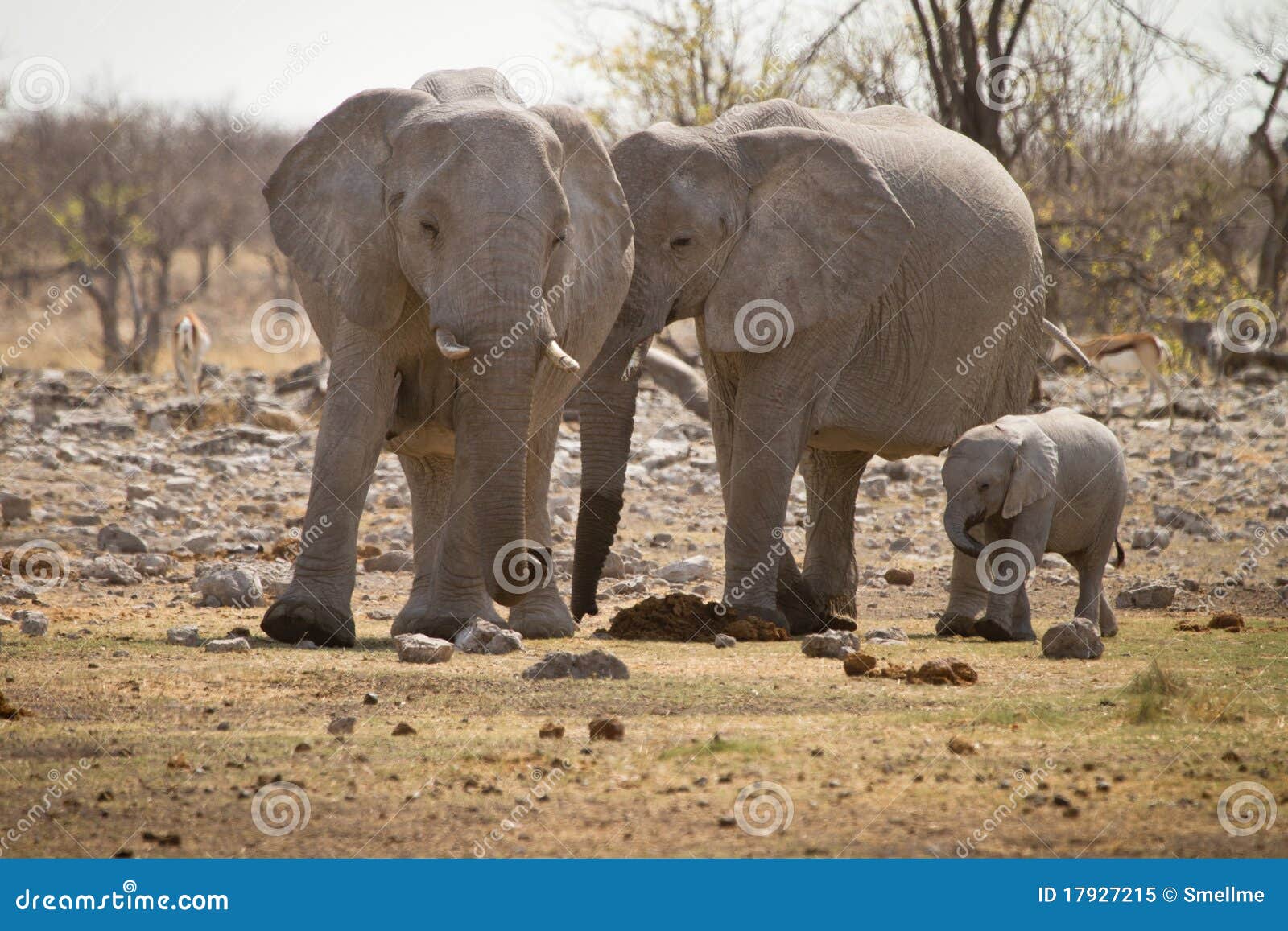 Elephant family stock image. Image of grey, elephant - 17927215