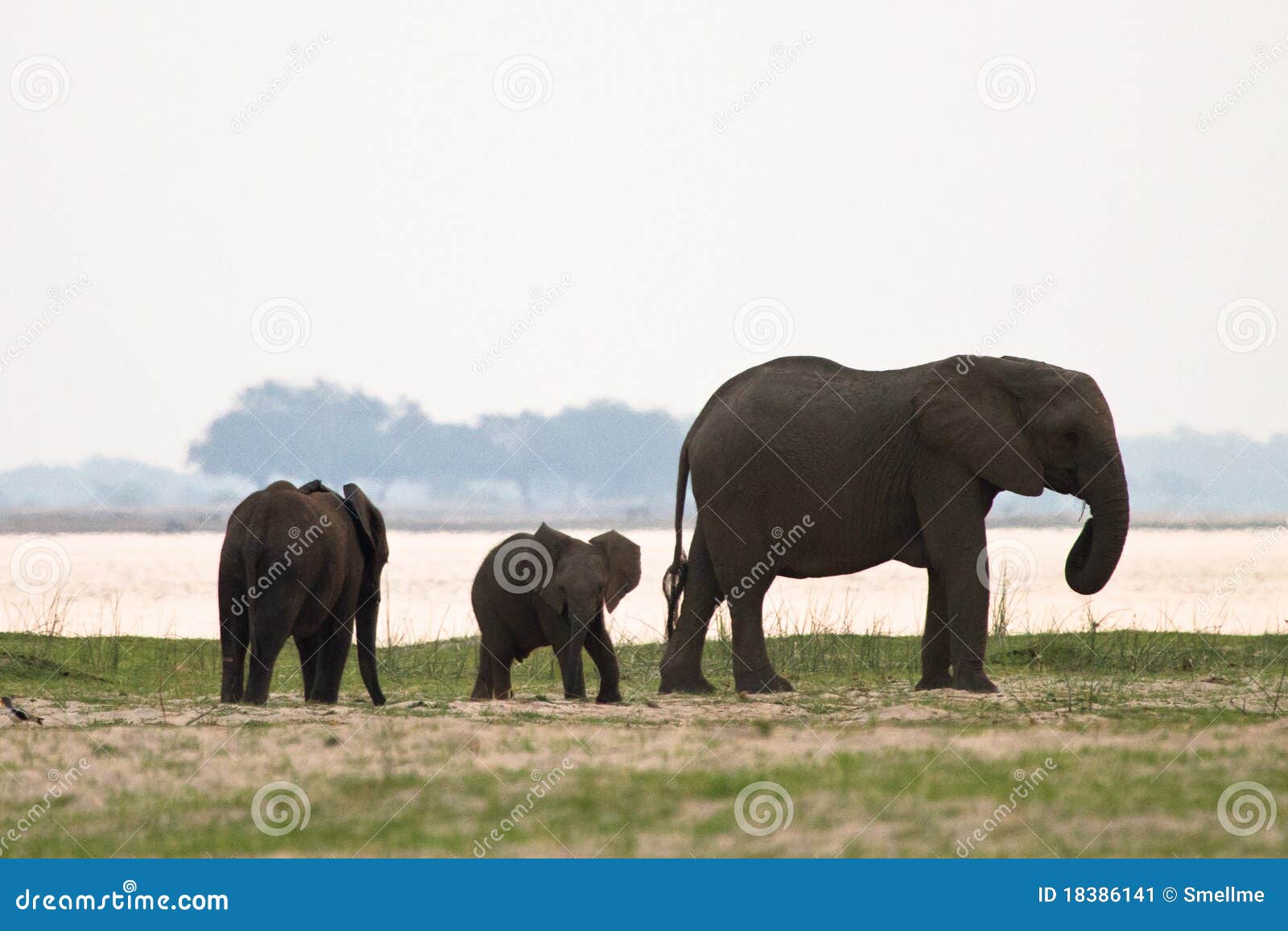 Elephant family stock image. Image of kenya, africa, environment - 18386141
