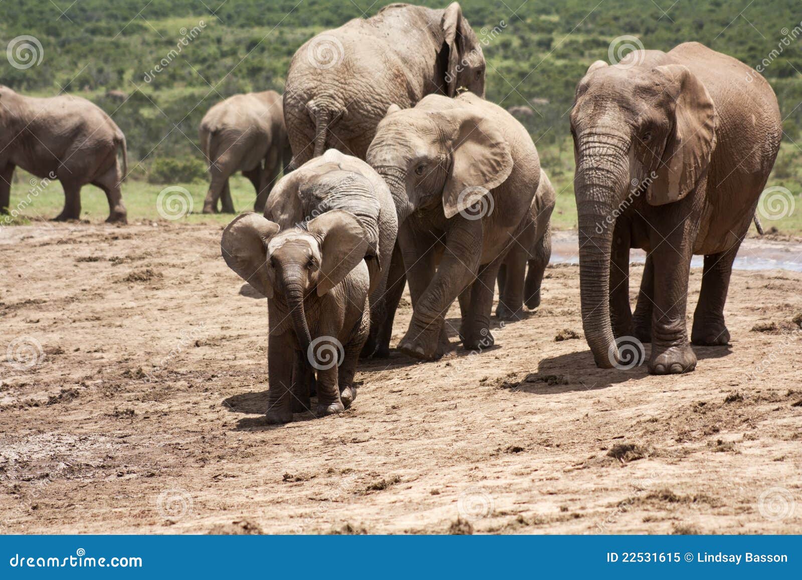 Elephant Family stock image. Image of park, elephant - 22531615