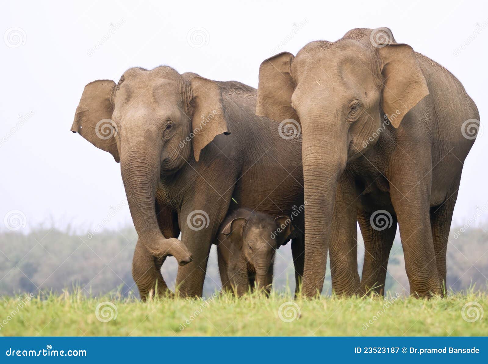 Elephant family stock image. Image of bank, forest, elephant - 23523187