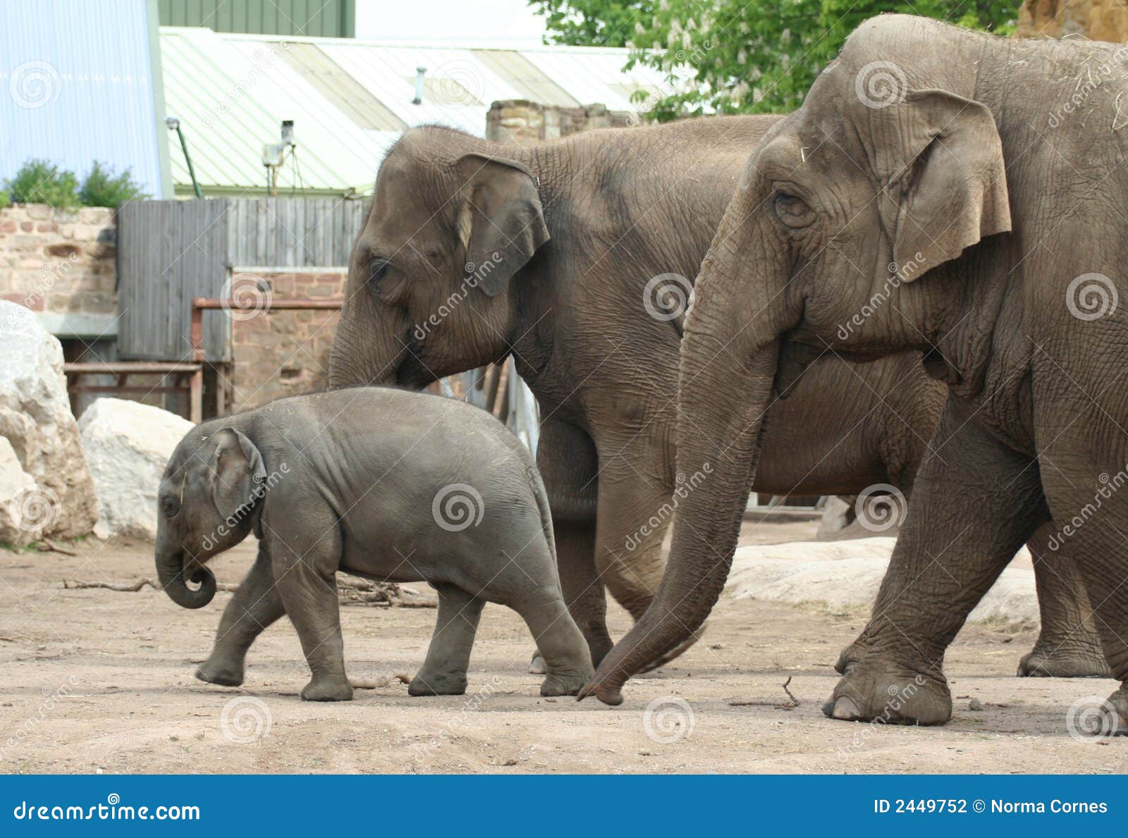 Elephant Family And Baby In Safari Royalty-Free Stock Photography ...