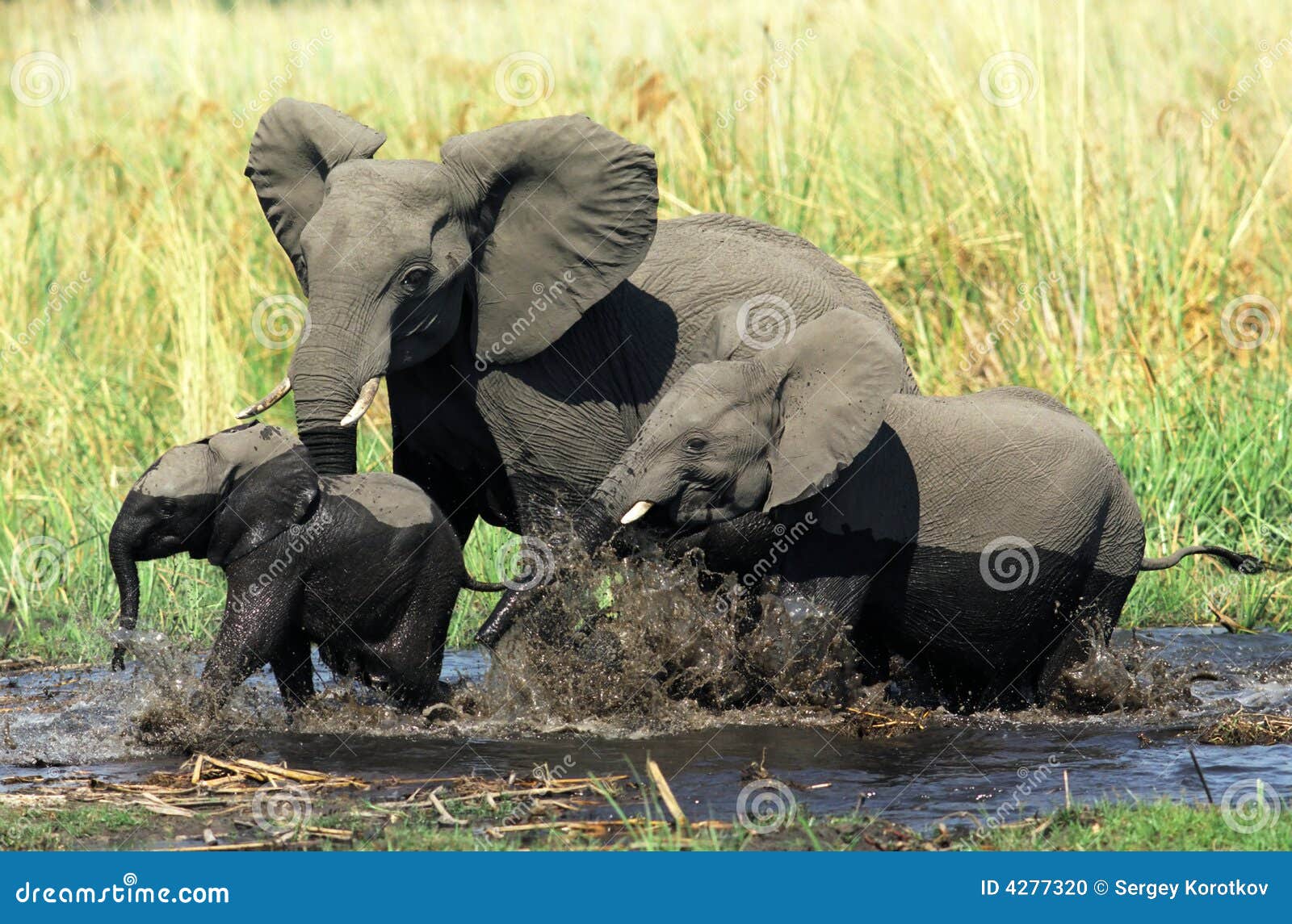 Elephant family stock photo. Image of wildlife, animal - 4277320