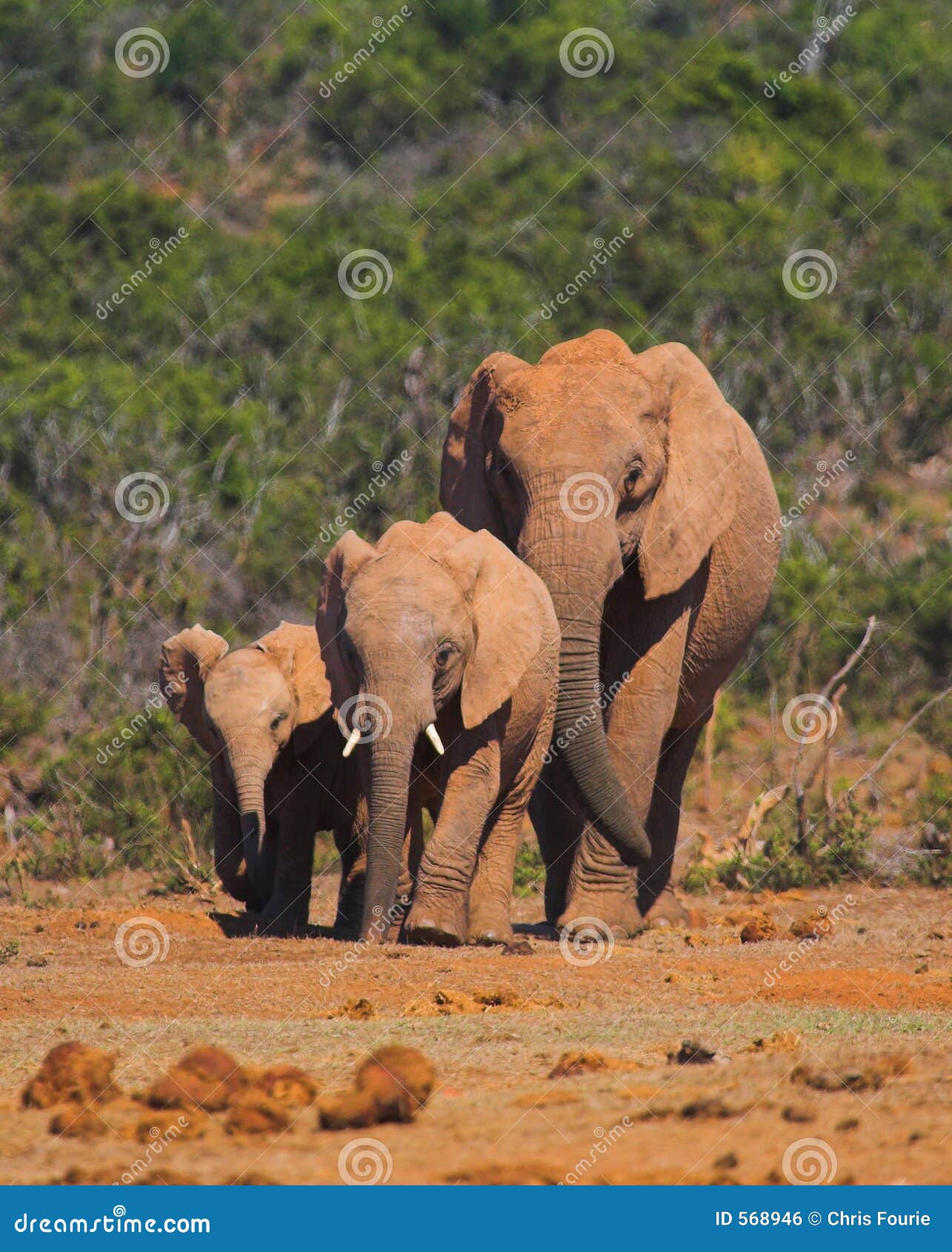 Elephant family stock photo. Image of herbivore, patterns - 568946