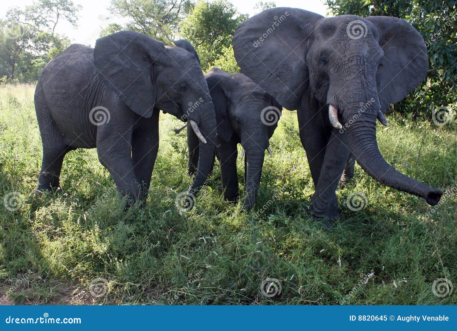 Elephant Family stock image. Image of wild, herbivore - 8820645