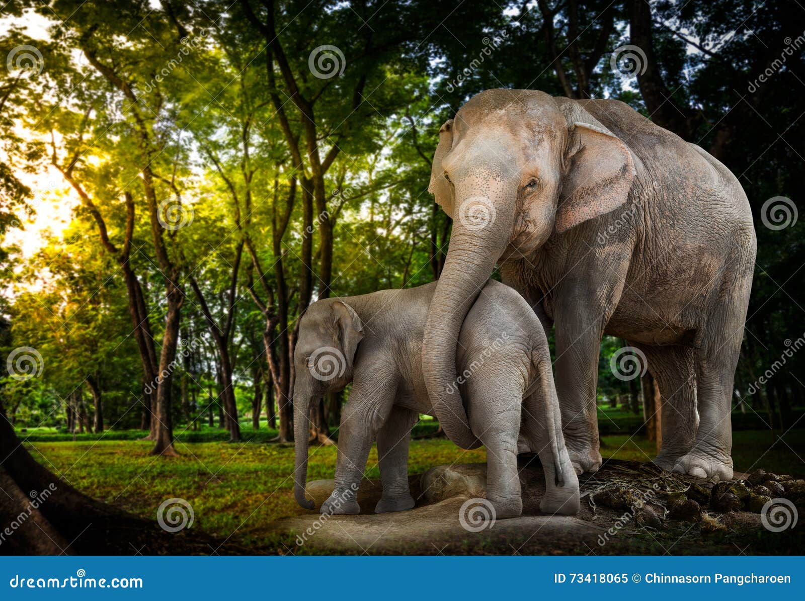 Elephant family in forest stock image. Image of huge - 73418065