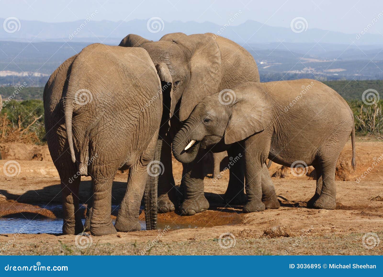 Elephant family gathering stock image. Image of brown - 3036895