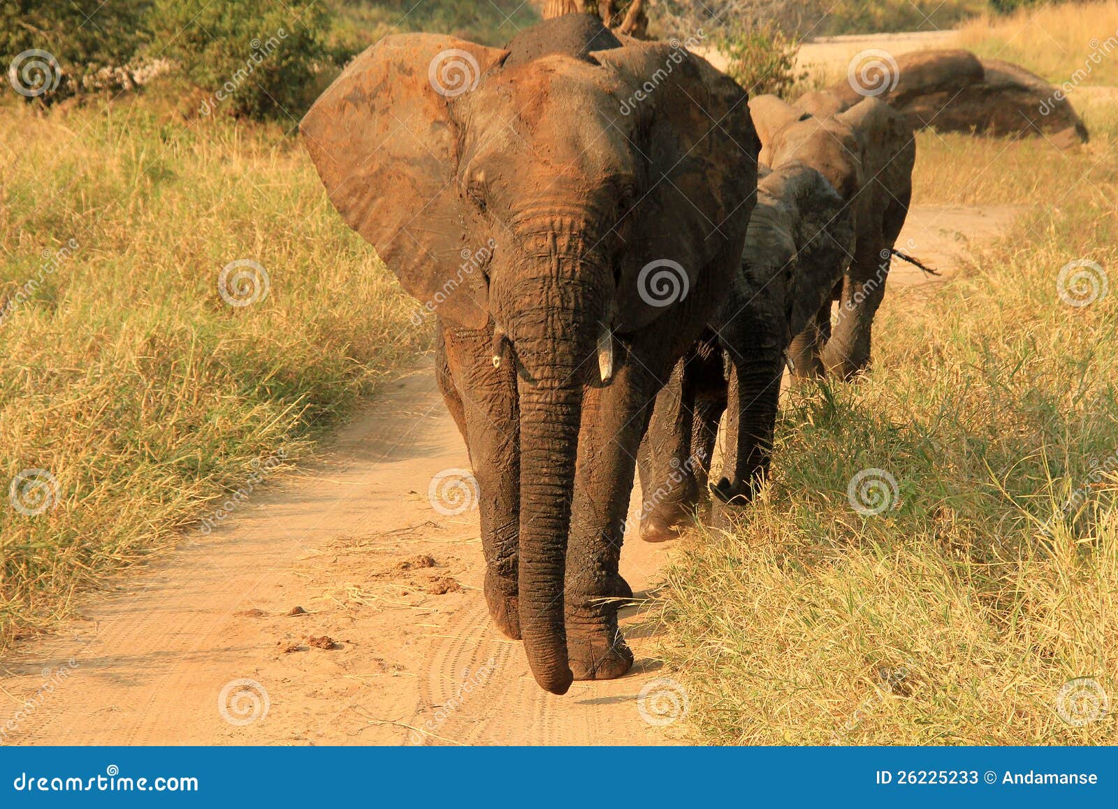 Elephant Family Marching stock image. Image of drive - 26225233