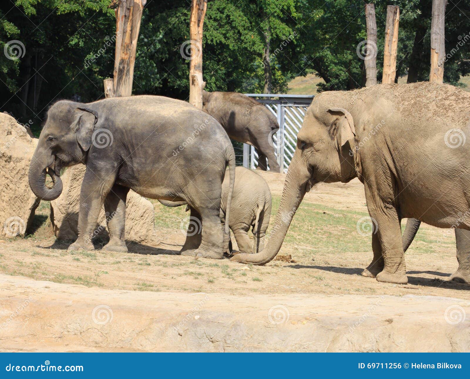 Elephant Family stock photo. Image of wild, baby, africa - 69711256