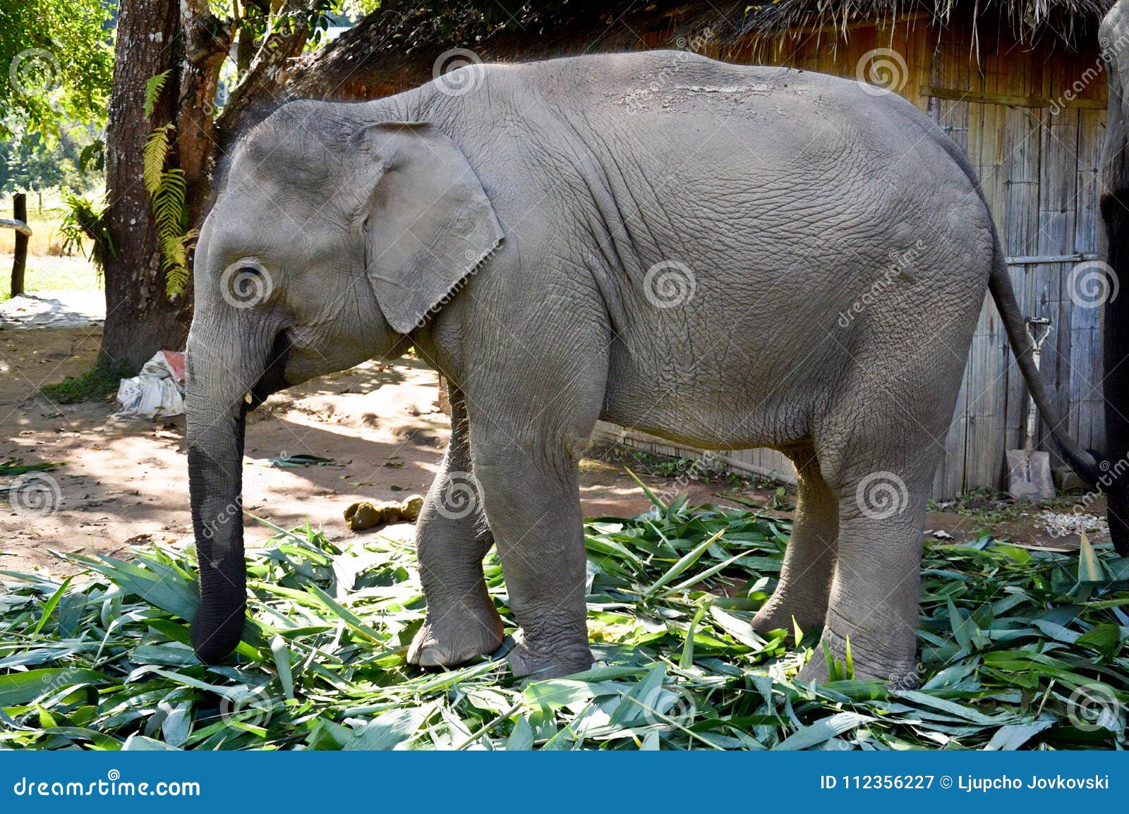 Elephant at the Elephant Farm Stock Image - Image of outside, nature ...