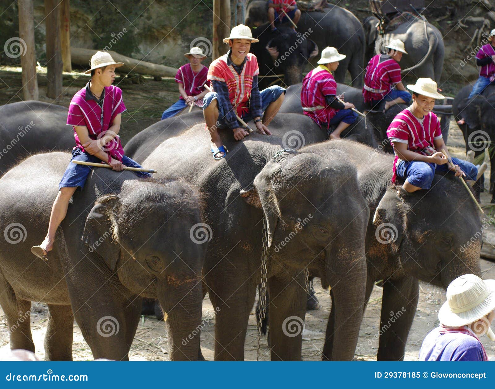 Elephant Farm in Northern Thailand Editorial Image - Image of full ...