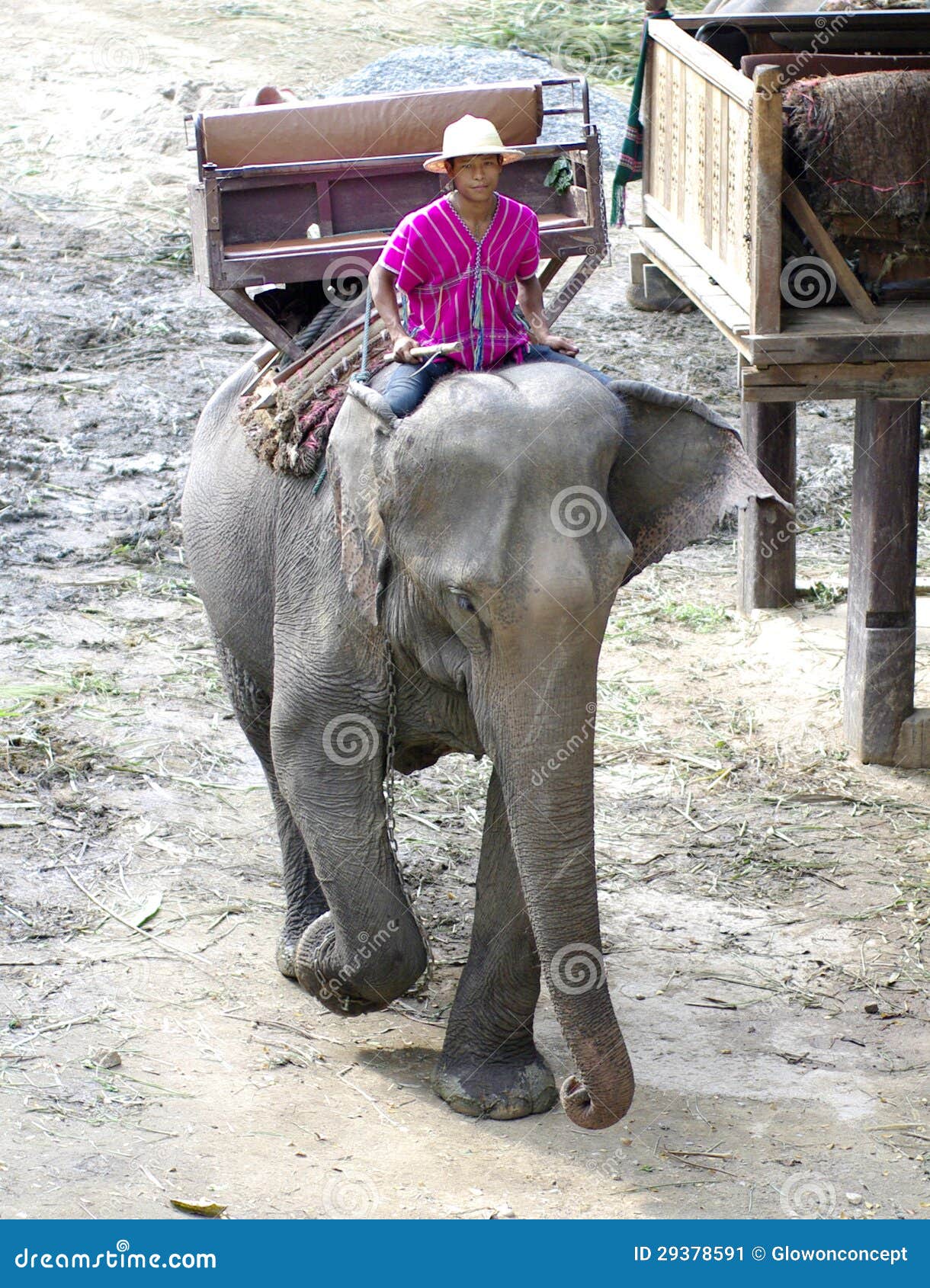 Elephant Farm in Northern Thailand Editorial Photo - Image of tourist ...