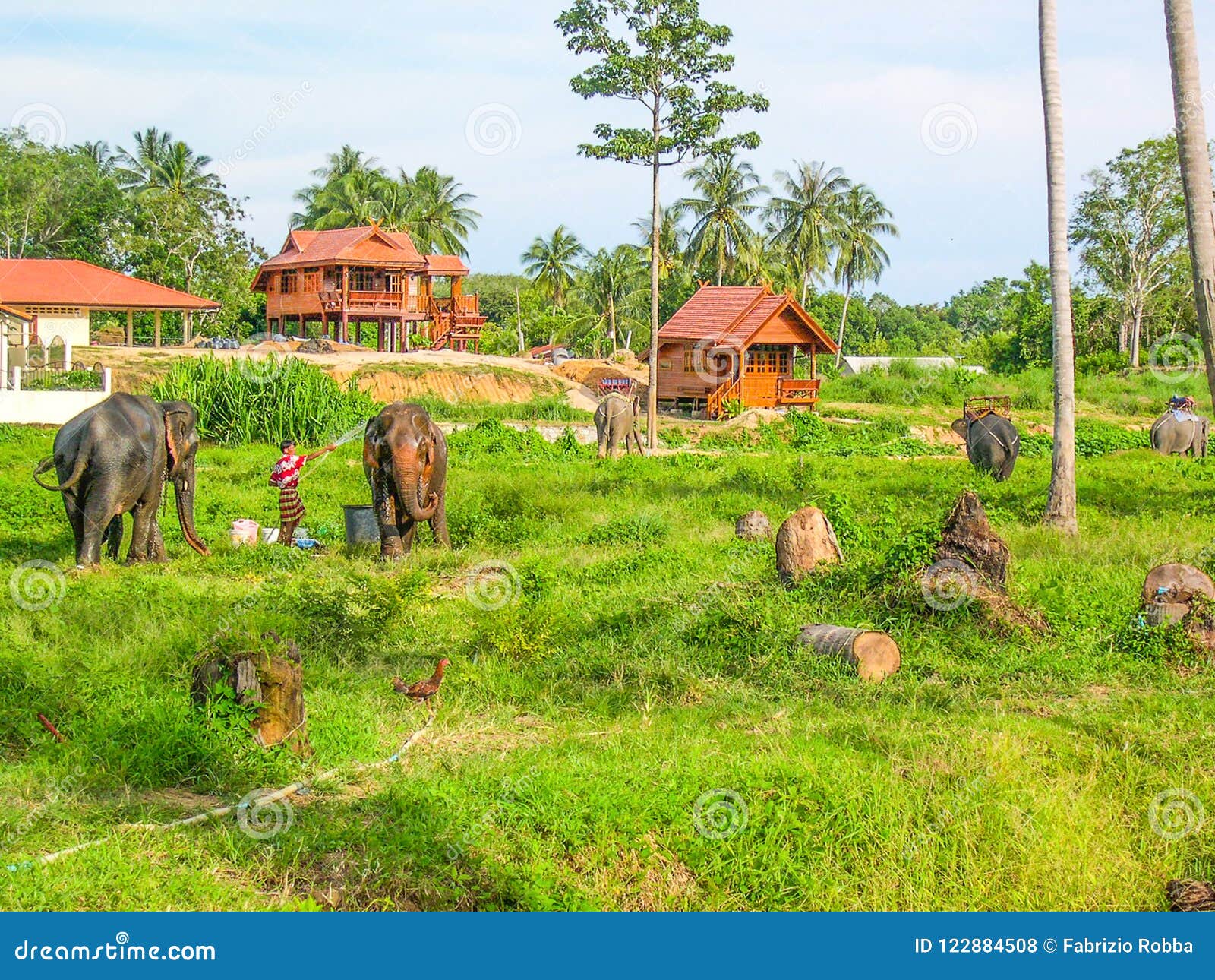 Elephant Farm in Phuket, Thailand Editorial Stock Photo - Image of ...