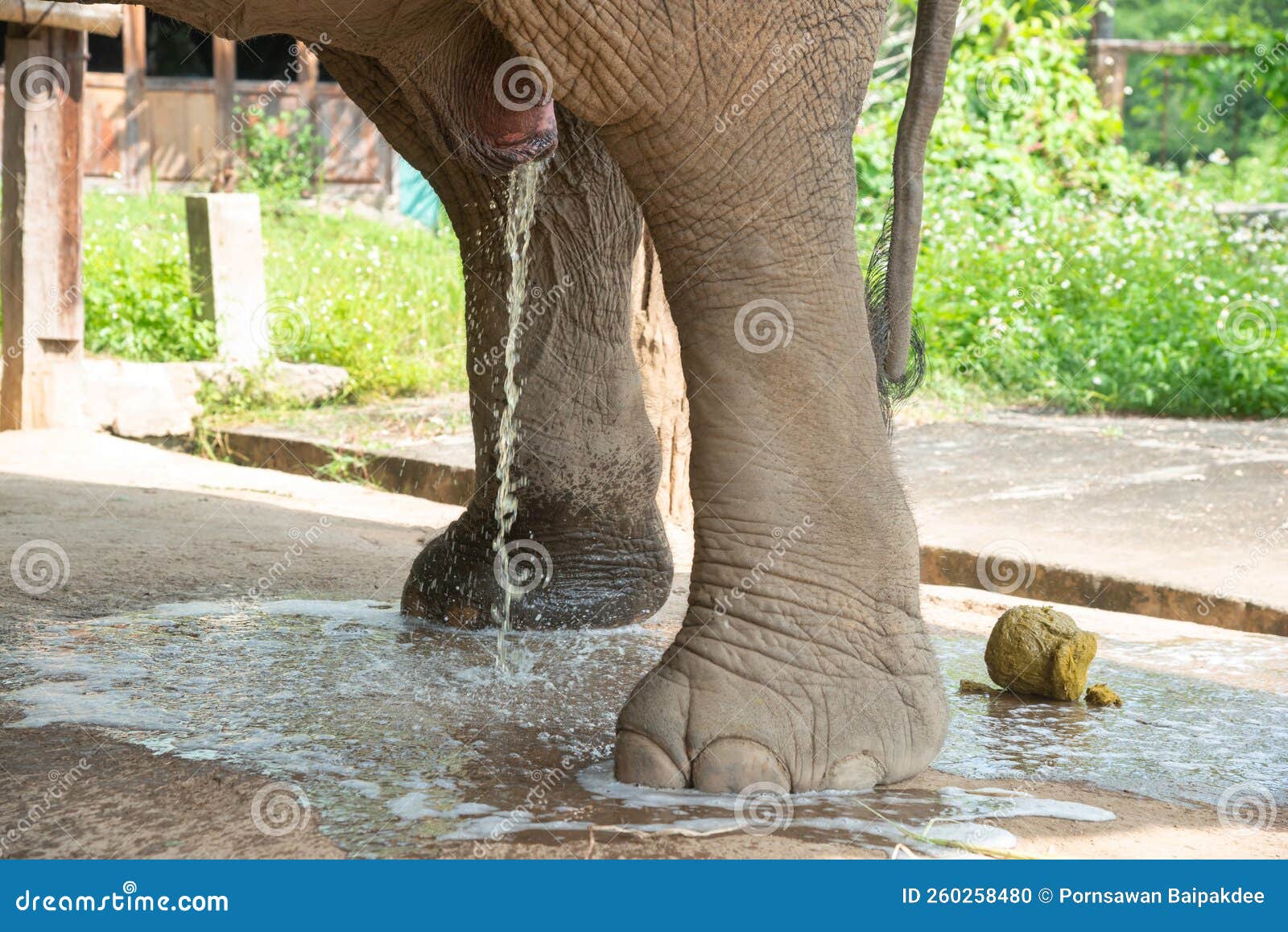 Elephant feces on floor, stock photo. Image of disgusting - 260258480