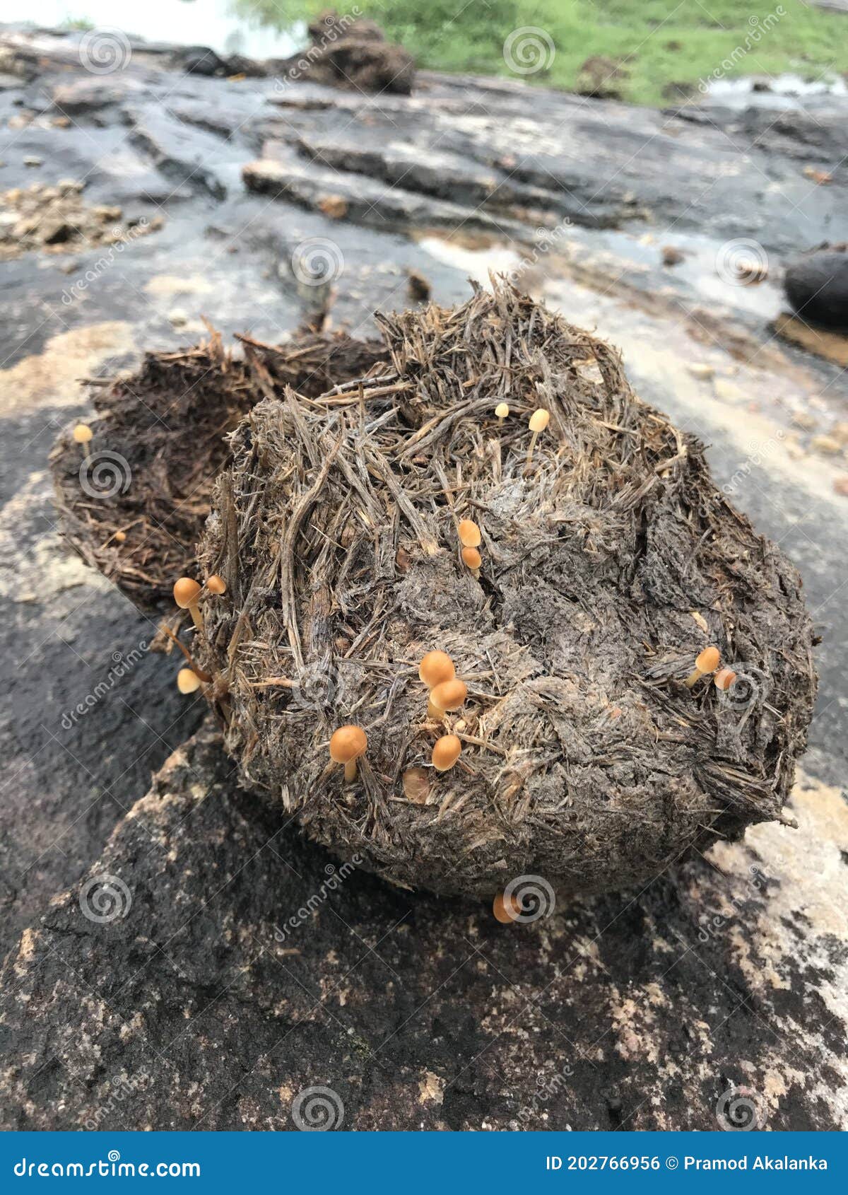 Elephant Feces with Mushrooms on the Rock Stock Photo - Image of rock ...
