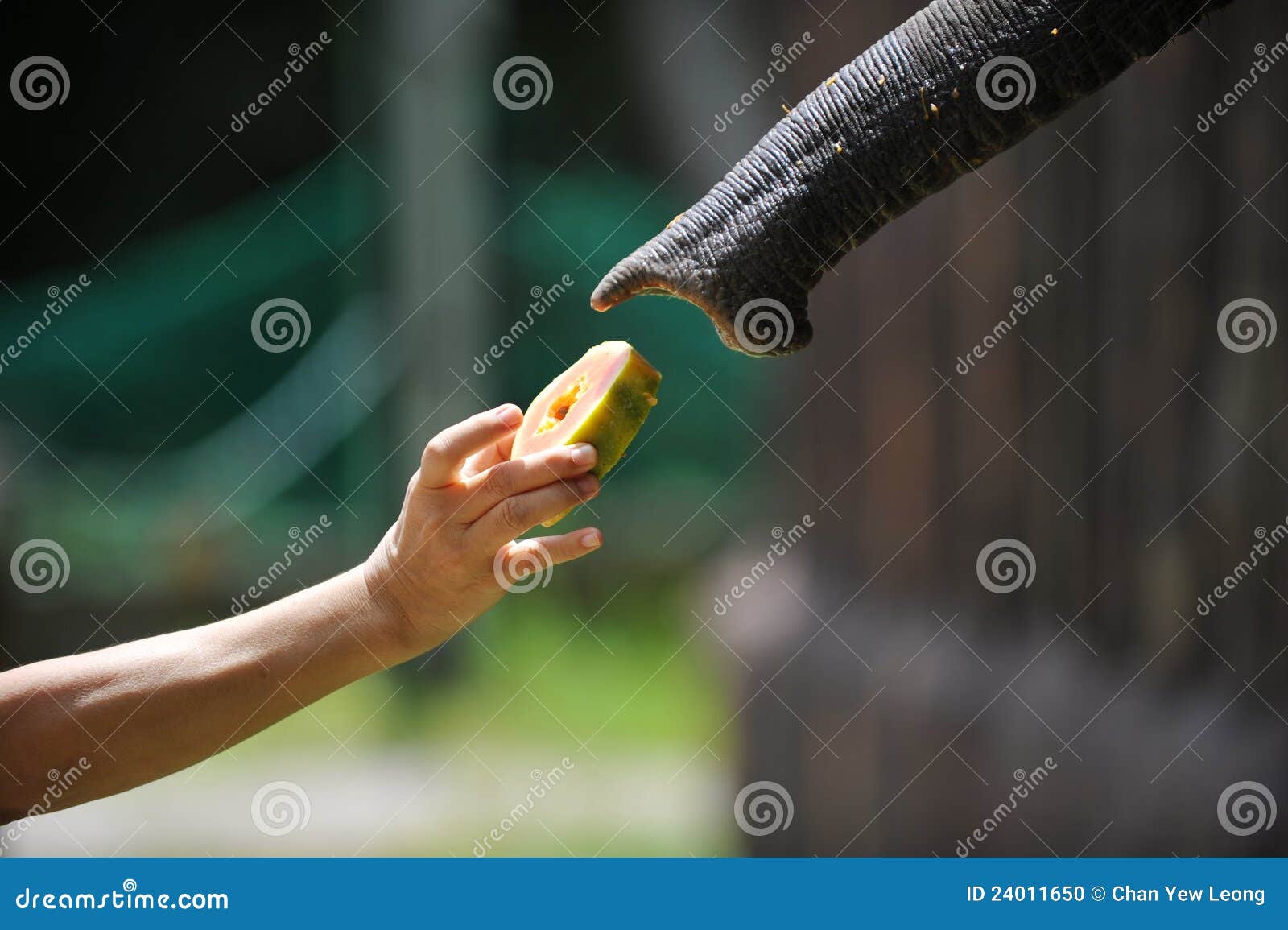 Elephant Feeding stock photo. Image of rough, trunk, wildlife - 24011650