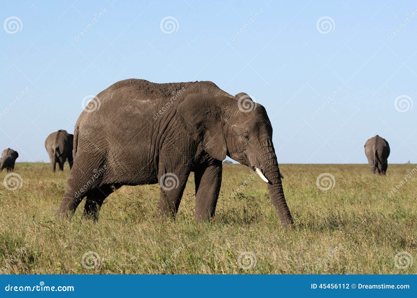 Elephant feeding stock photo. Image of hungry, herbivore - 45456112