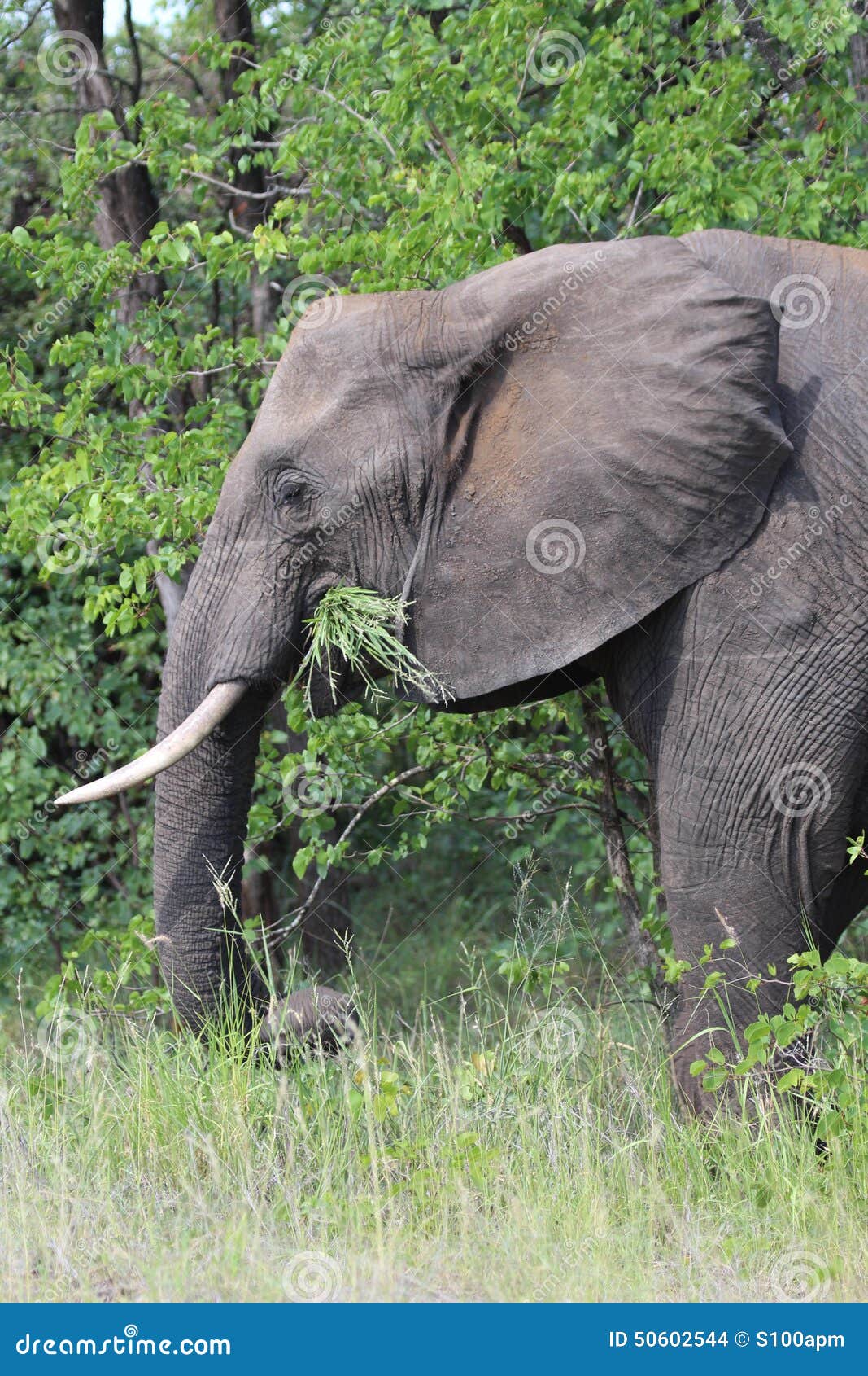 Elephant feeding stock photo. Image of stood, outside - 50602544