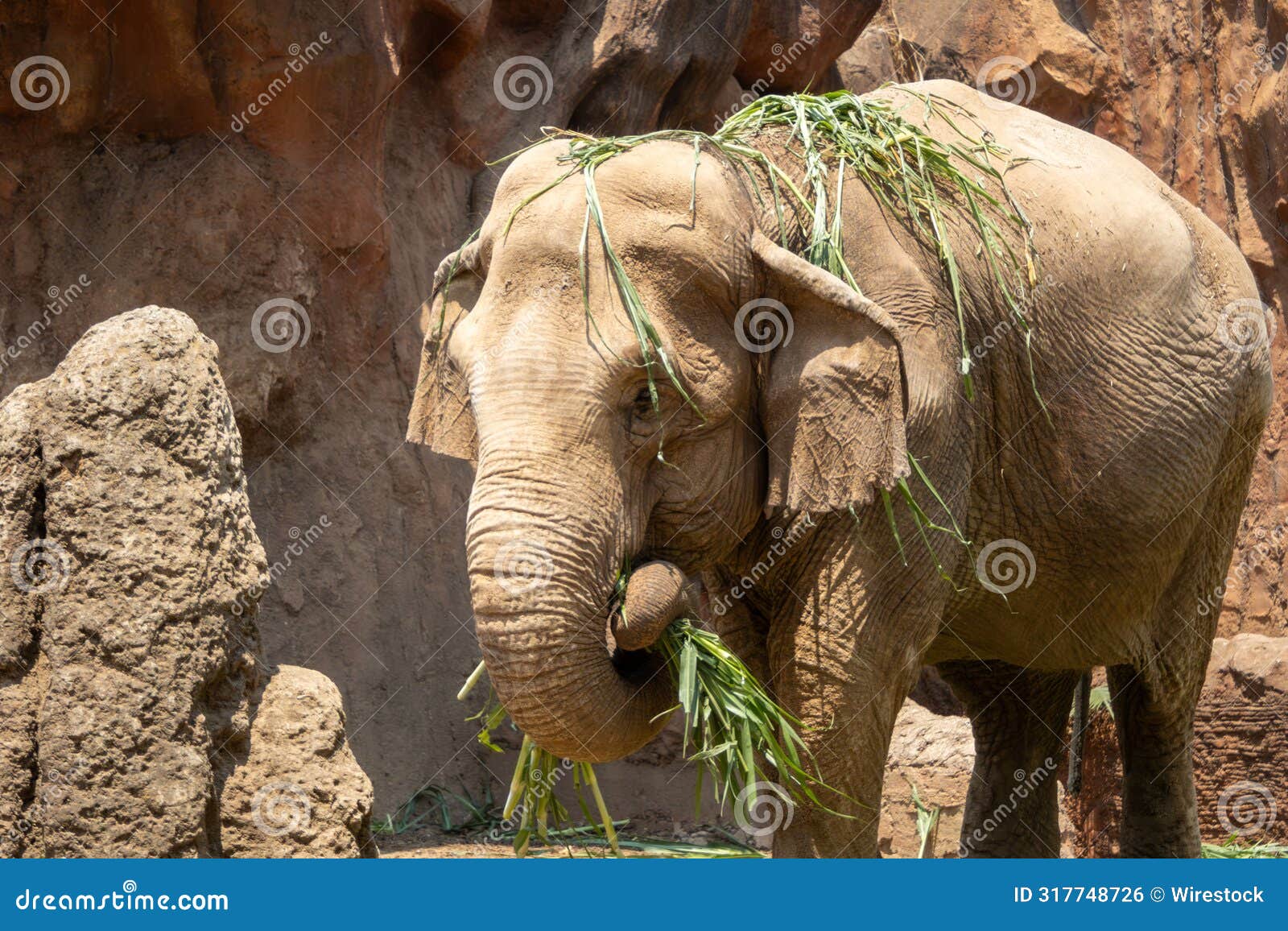 Elephant Feeding in a Zoo Enclosure. Stock Photo - Image of feeding ...