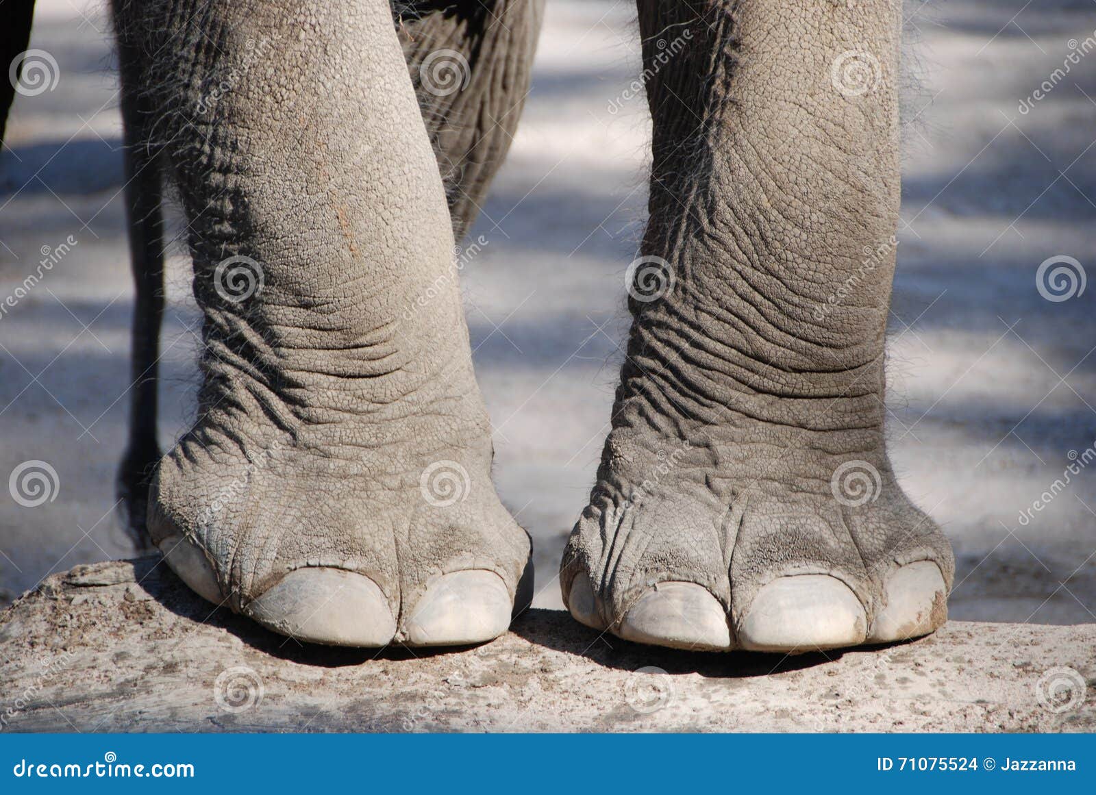 Elephant feet stock photo. Image of closeup, mammal, elephant - 71075524