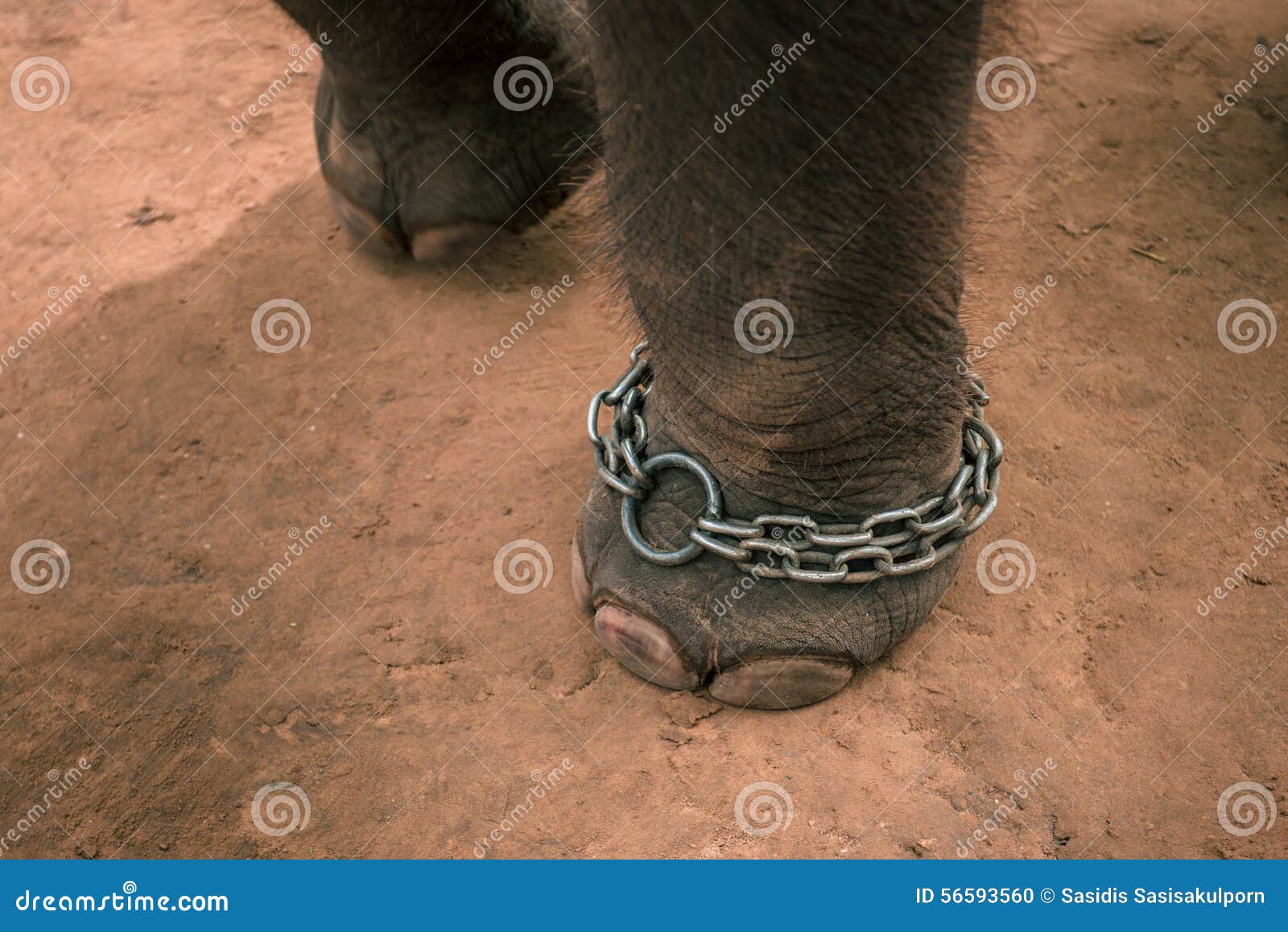 Elephant feet chained stock photo. Image of chains, mammal - 56593560
