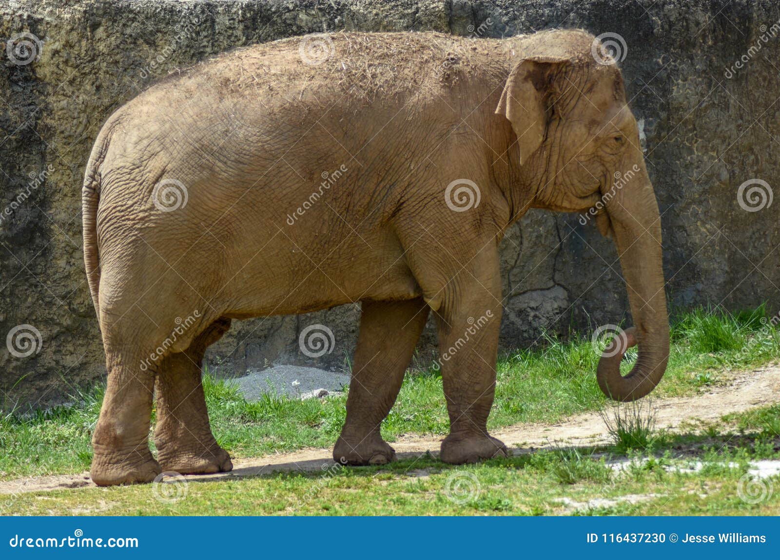 Elephant stock photo. Image of elephant, spring, sunbathing - 116437230