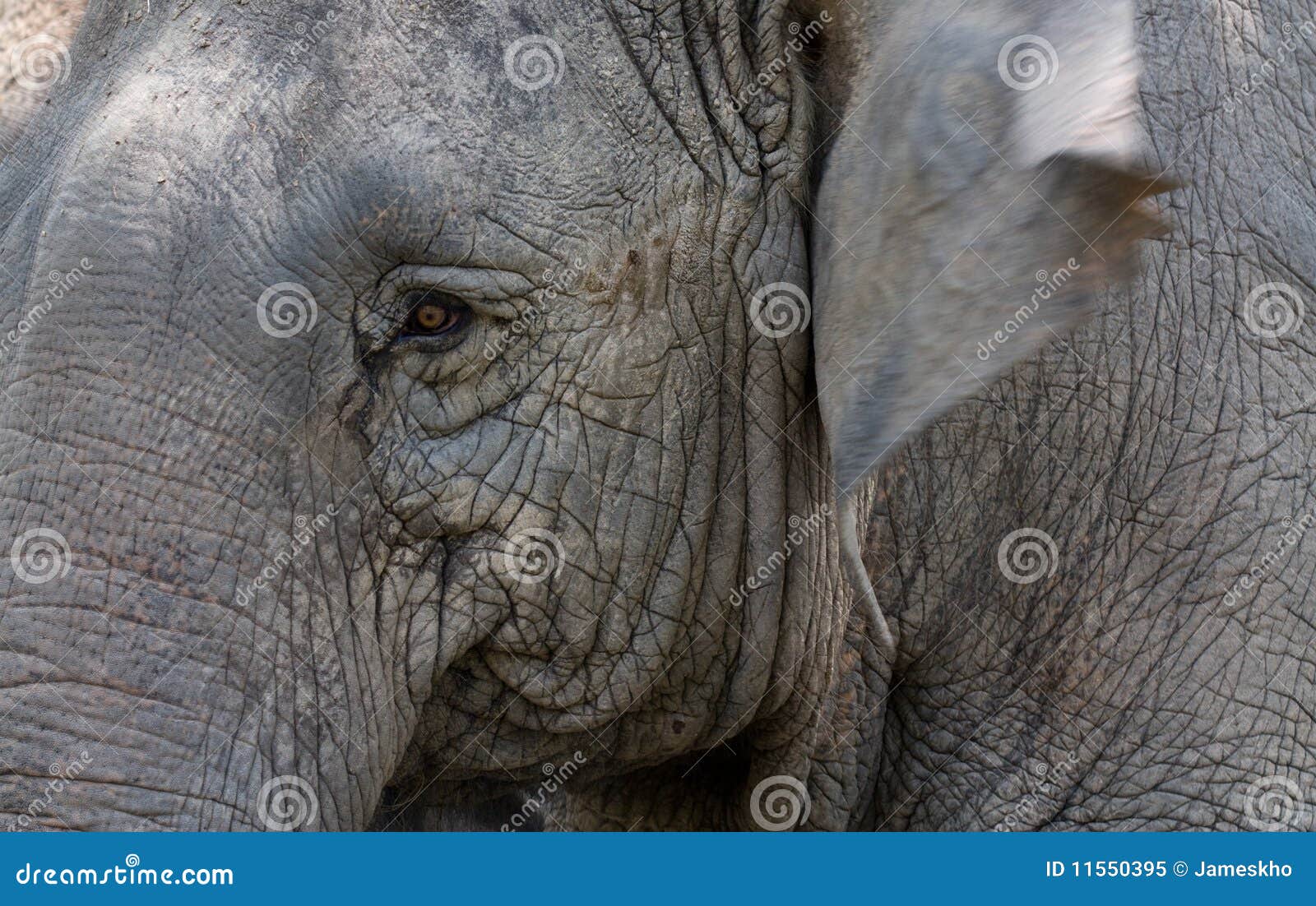 Elephant Flipping Its Ear stock image. Image of enormous - 11550395