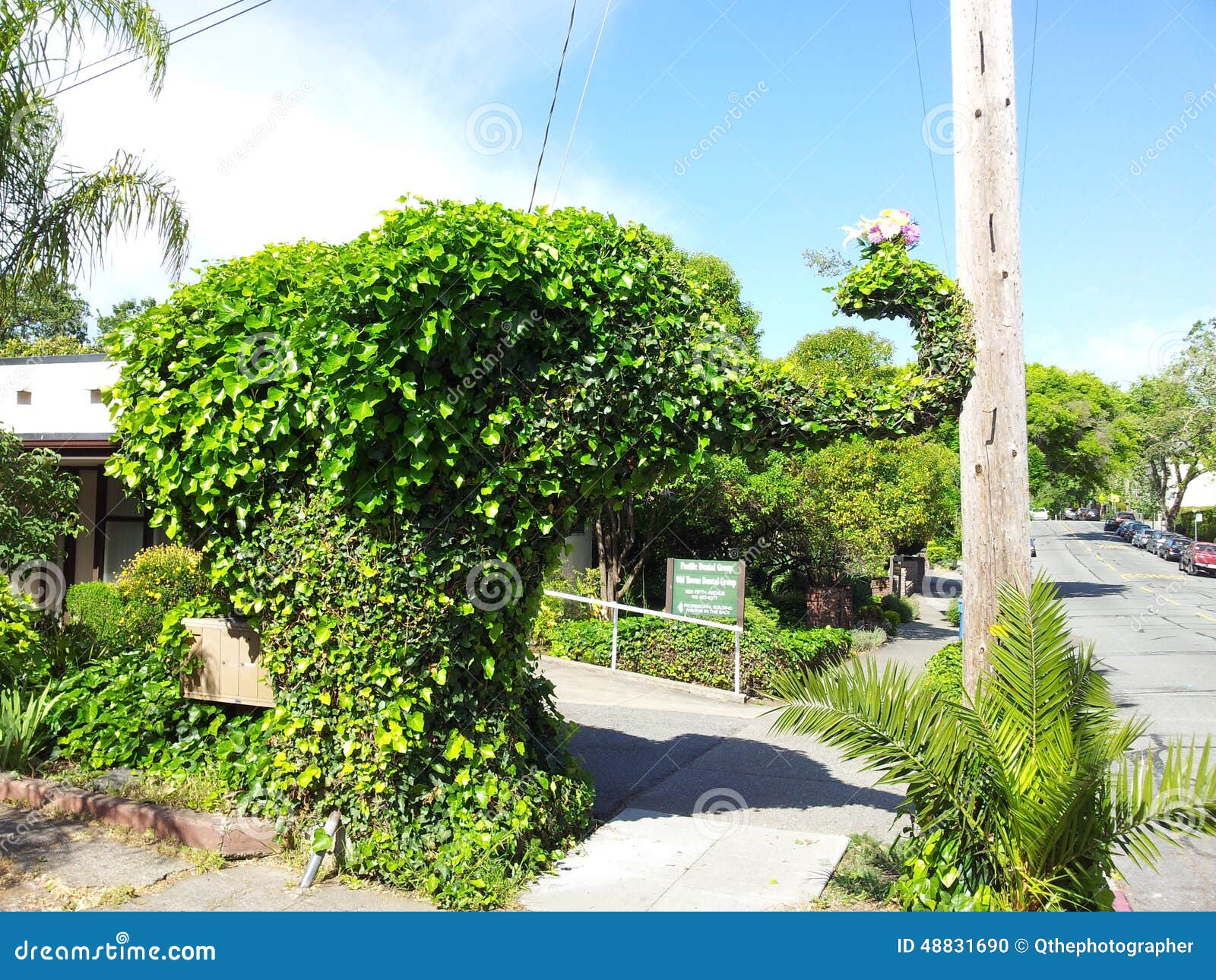 Ivy the Elephant stock photo. Image of foliage, elephant - 48831690