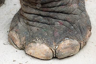 Elephant foot stock image. Image of wild, details, mammals - 16347253