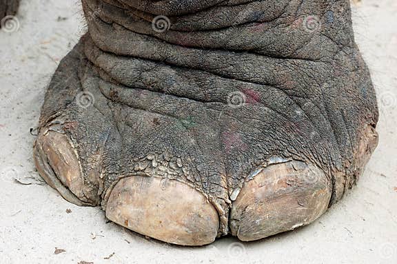 Elephant foot stock image. Image of wild, details, mammals - 16347253