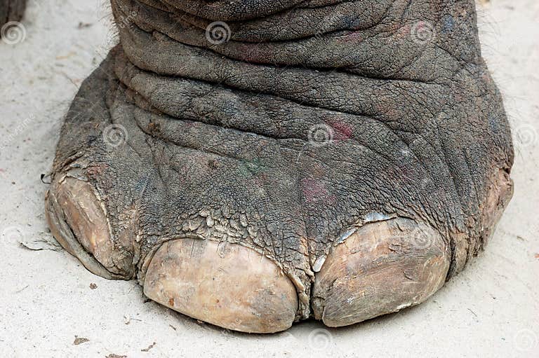 Elephant foot stock image. Image of wild, details, mammals - 16347253