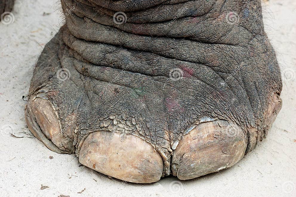 Elephant foot stock image. Image of wild, details, mammals - 16347253