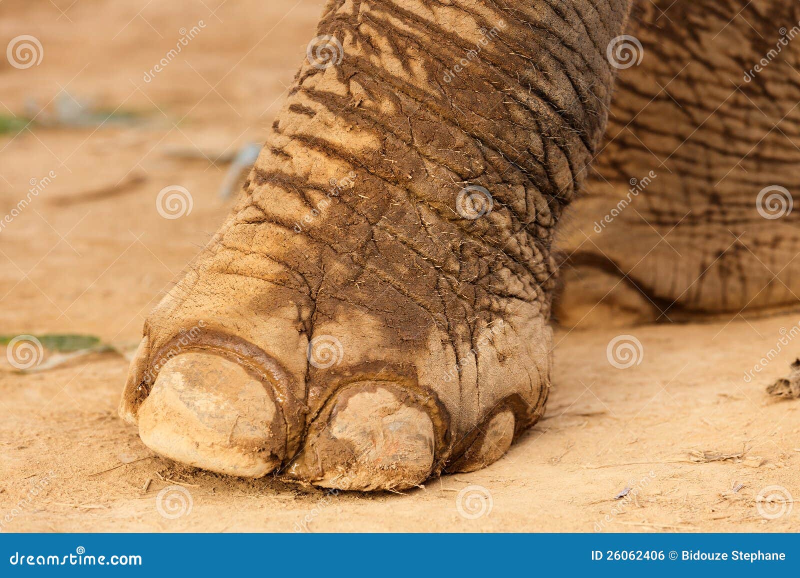 Elephant S Foot Tied To A Chain Royalty-Free Stock Photo ...