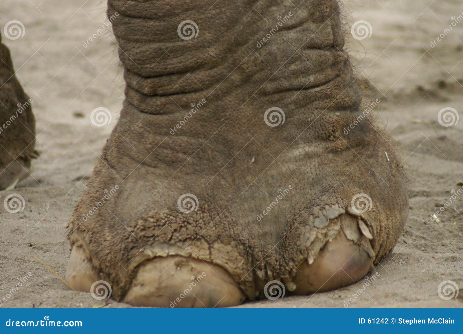 Elephant Foot stock photo. Image of animal, elephant, safari - 61242
