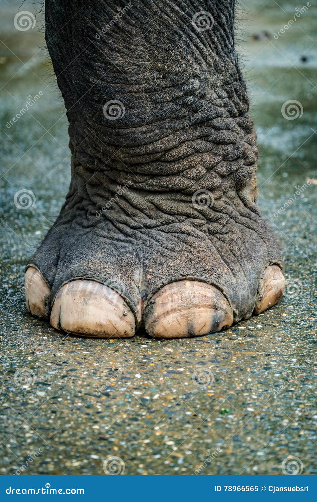 Elephant foot stock image. Image of asian, giant, texture - 78966565