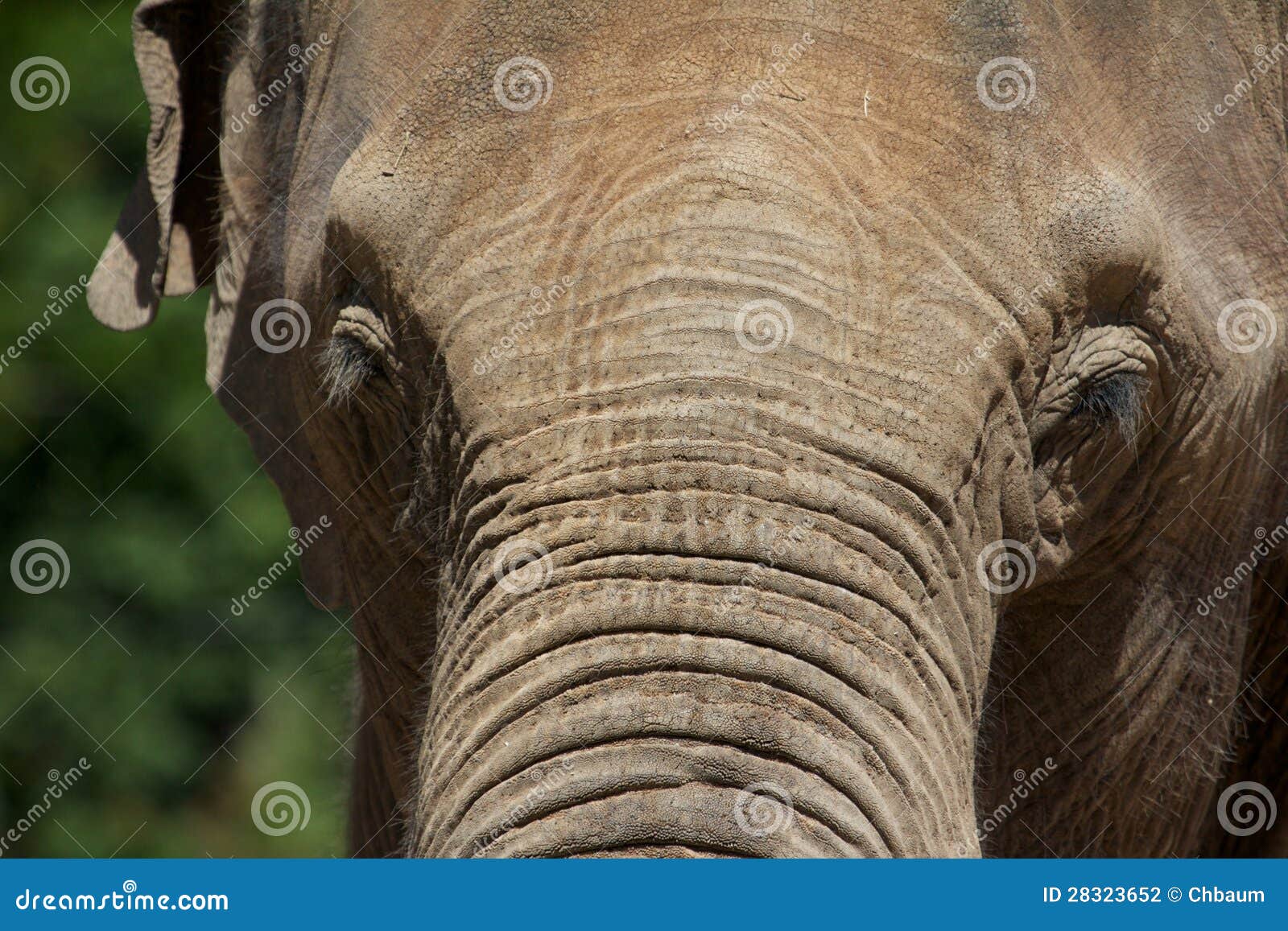 Elephant Forehead Portrait stock photo. Image of nature - 28323652