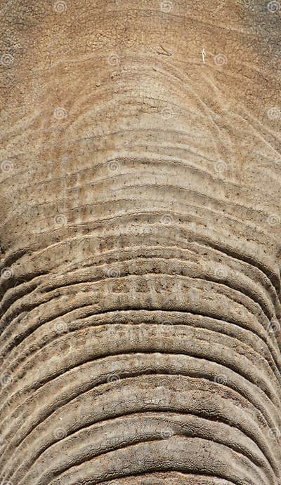 Elephant Forehead and Trunk Stock Image - Image of outdoor, thick: 28382845