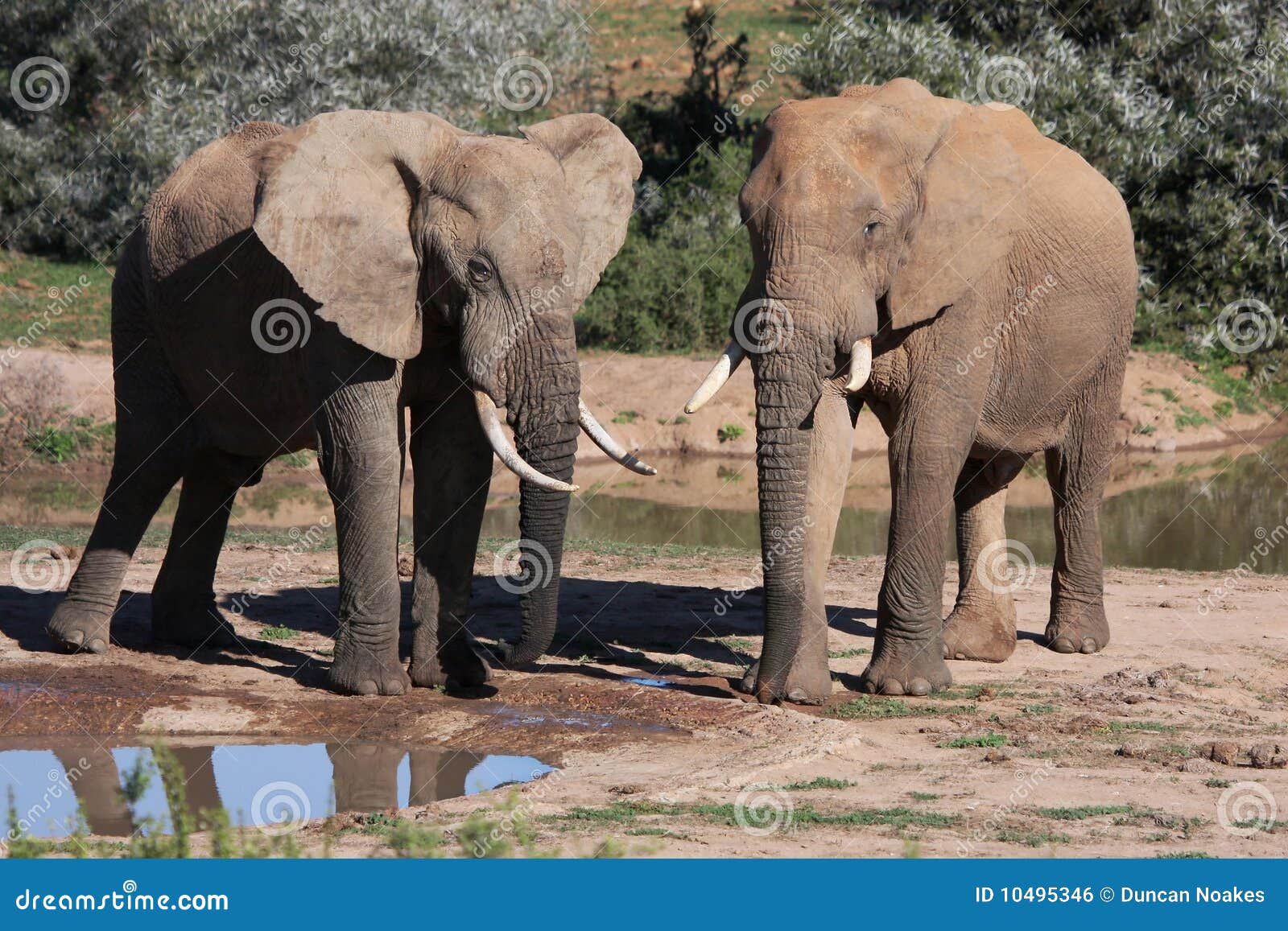 Elephant Friends stock photo. Image of grey, large, drink - 10495346