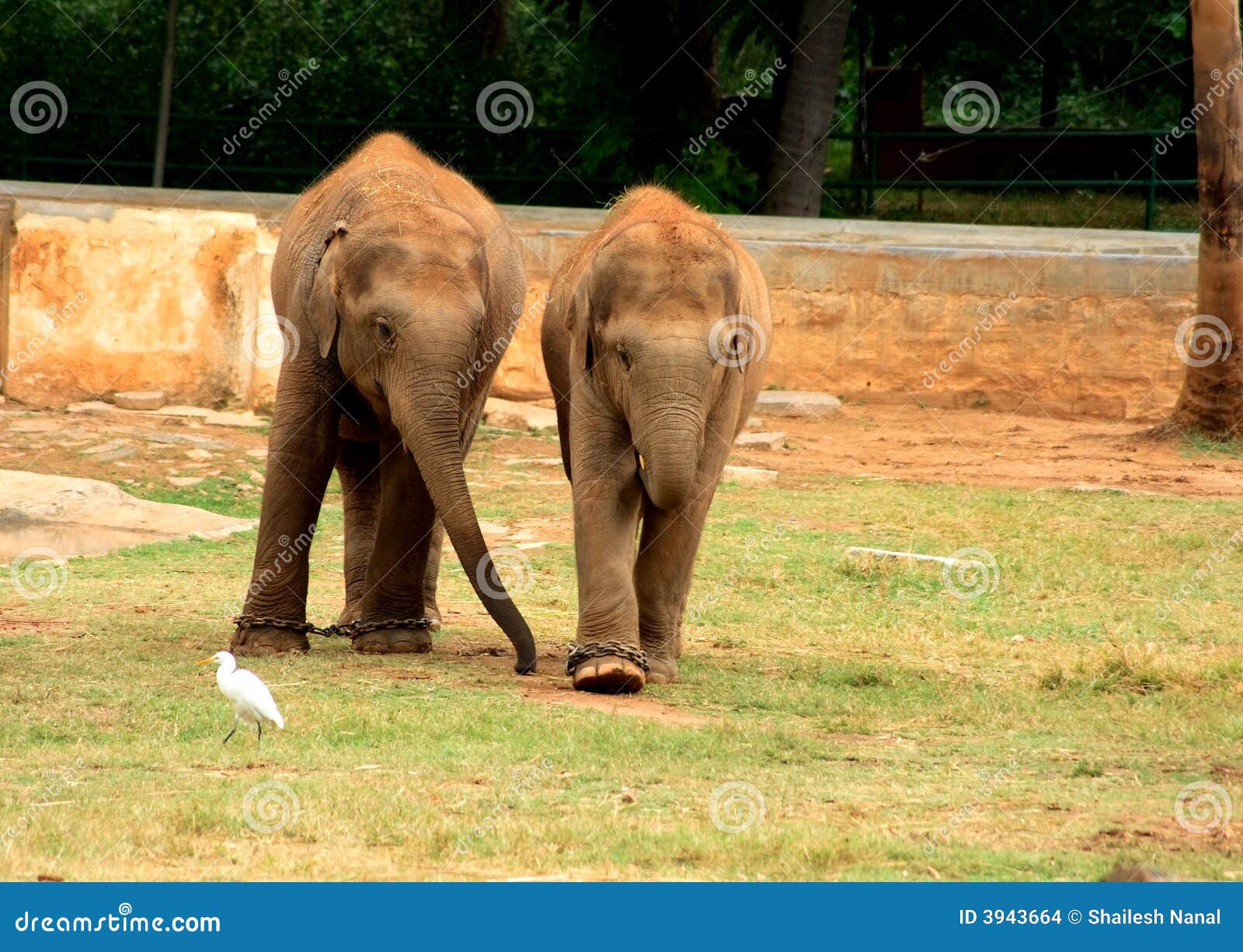 Elephant Friends stock photo. Image of safari, animals - 3943664