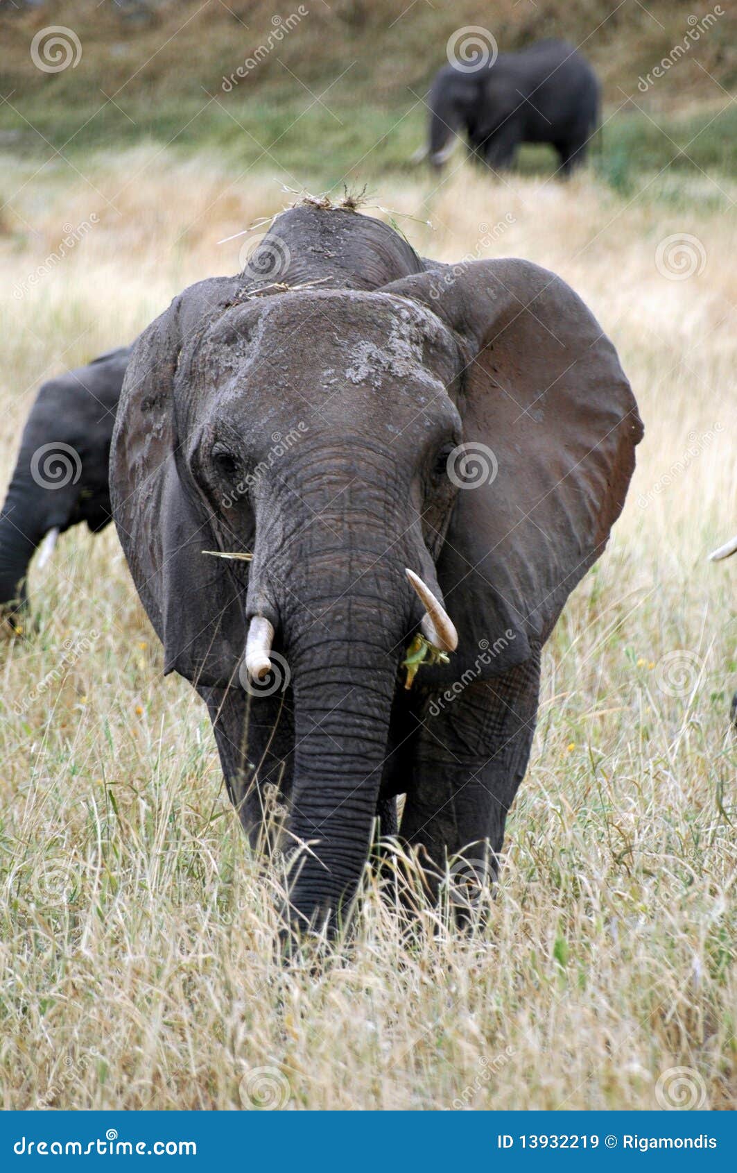 Elephant Front stock image. Image of family, african - 13932219