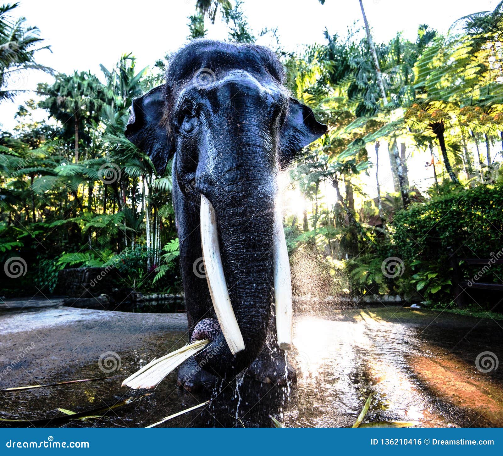 Elephant from the front stock photo. Image of giant - 136210416