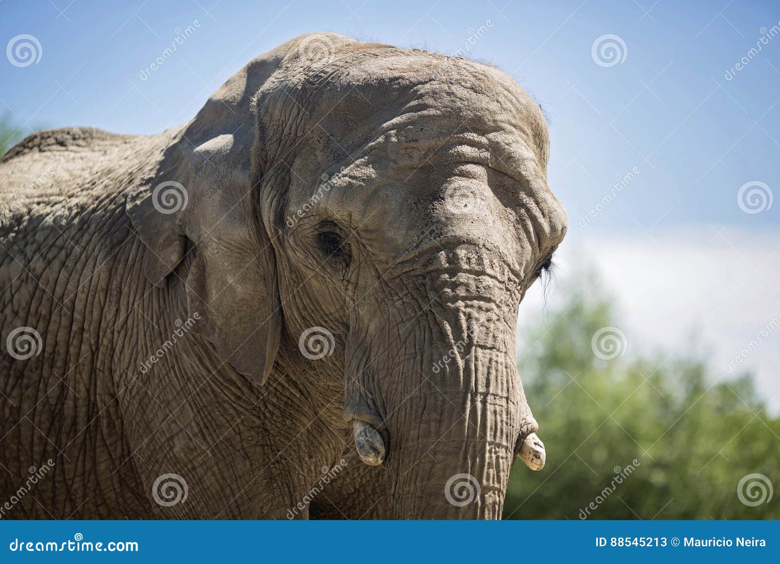 Elephant Front Profile Face Stock Image - Image of blue, tusks: 88545213