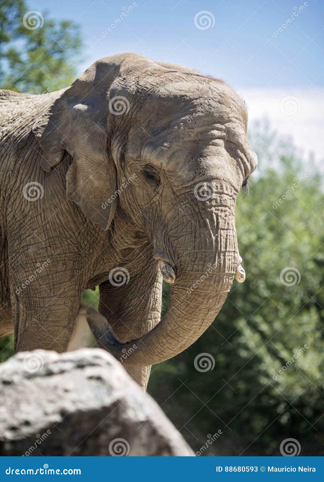 Elephant Front Profile stock image. Image of portrait - 88680593