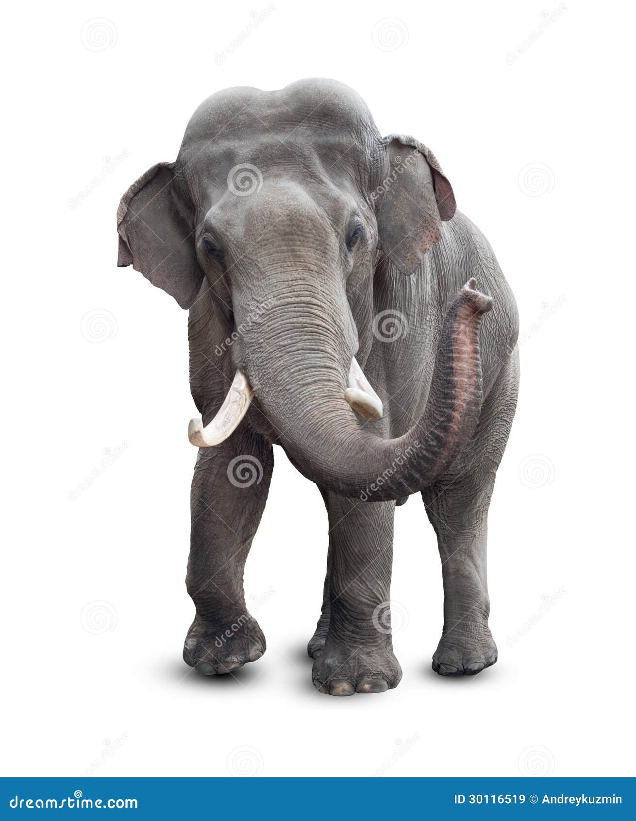 African Elephant Face Front