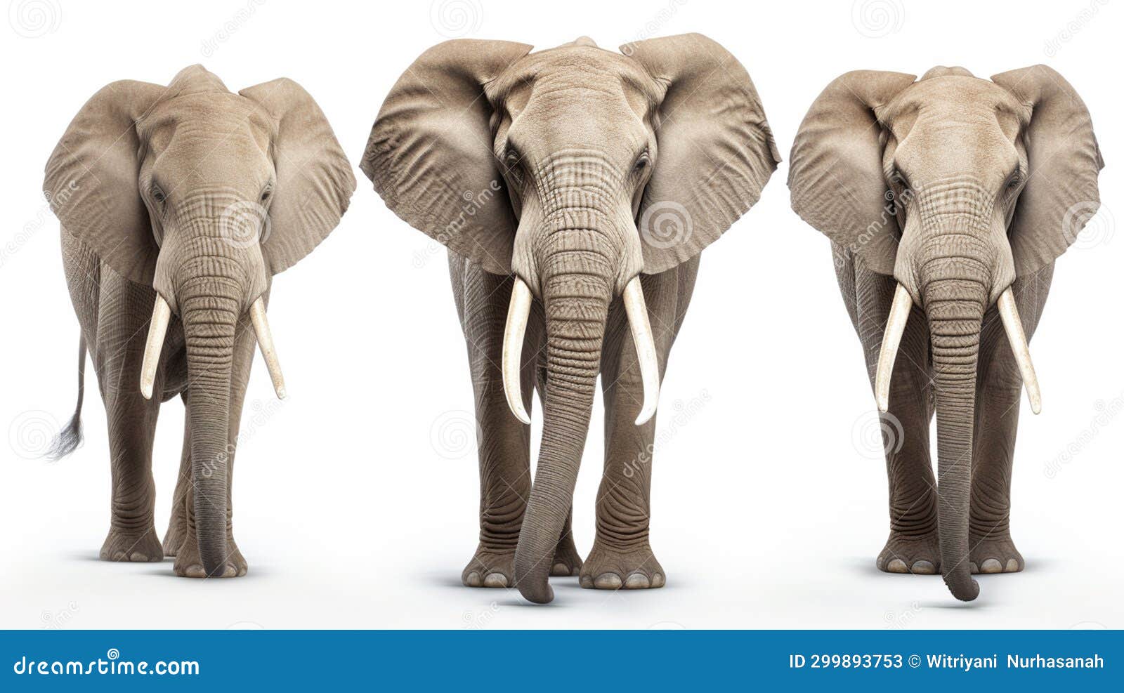 Elephant. Front Views Isolated on White Background. Generative Ai Stock ...