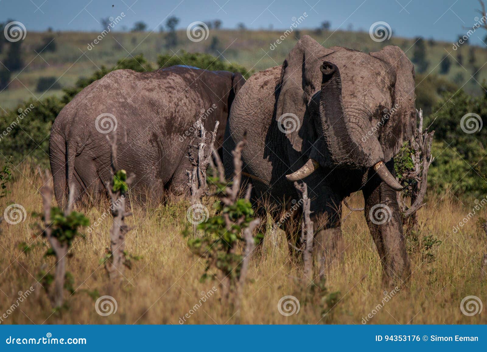 An Elephant Full of Mud Smelling Around. Stock Photo - Image of nature ...