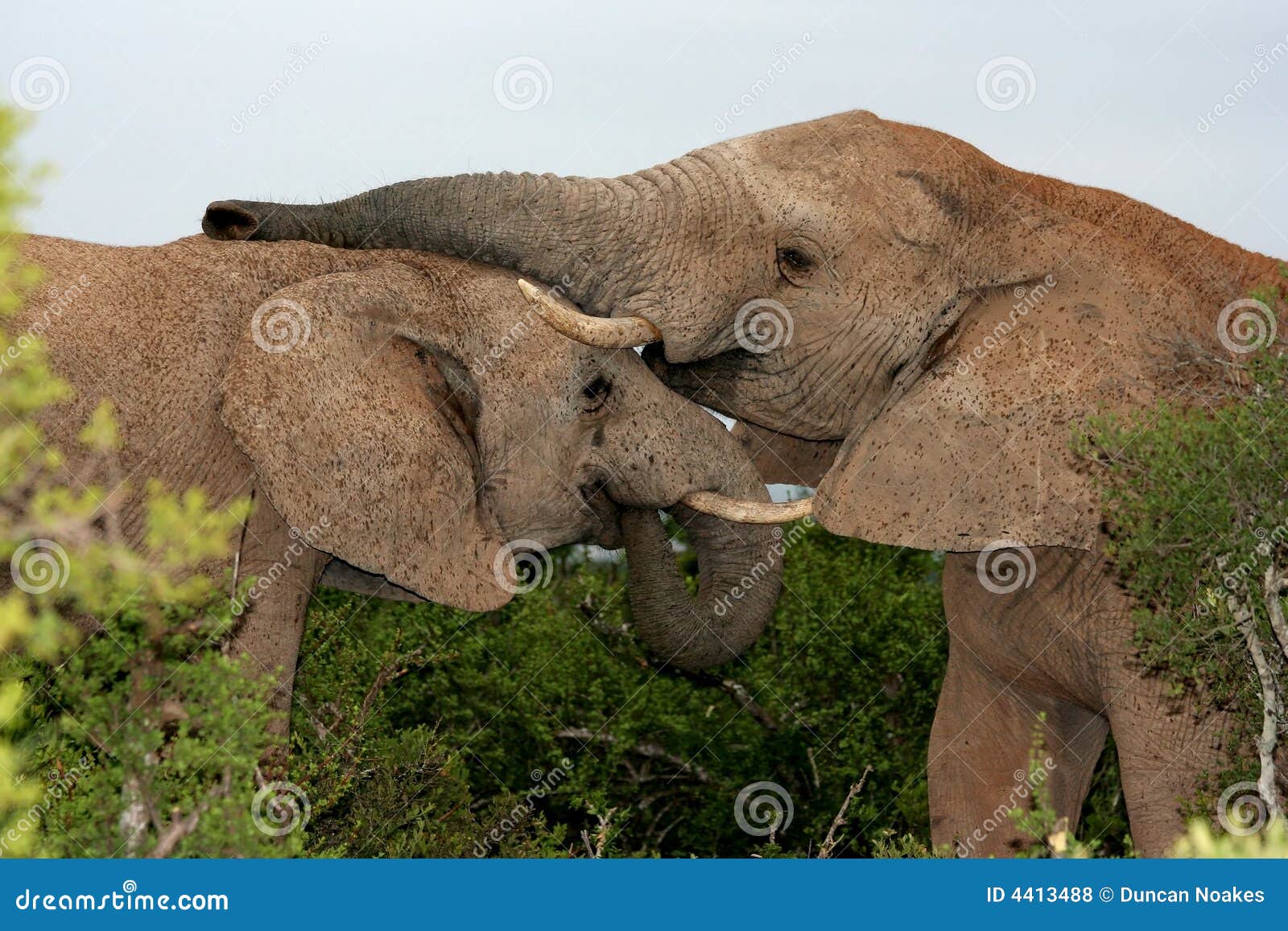 Elephant Games stock photo. Image of tusk, park, animal - 4413488